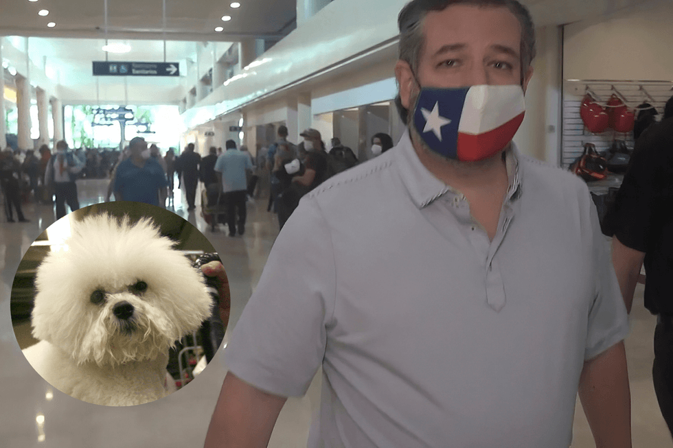 Ted Cruz Is Going to the Dogs. If you were a dog, would you rather ...